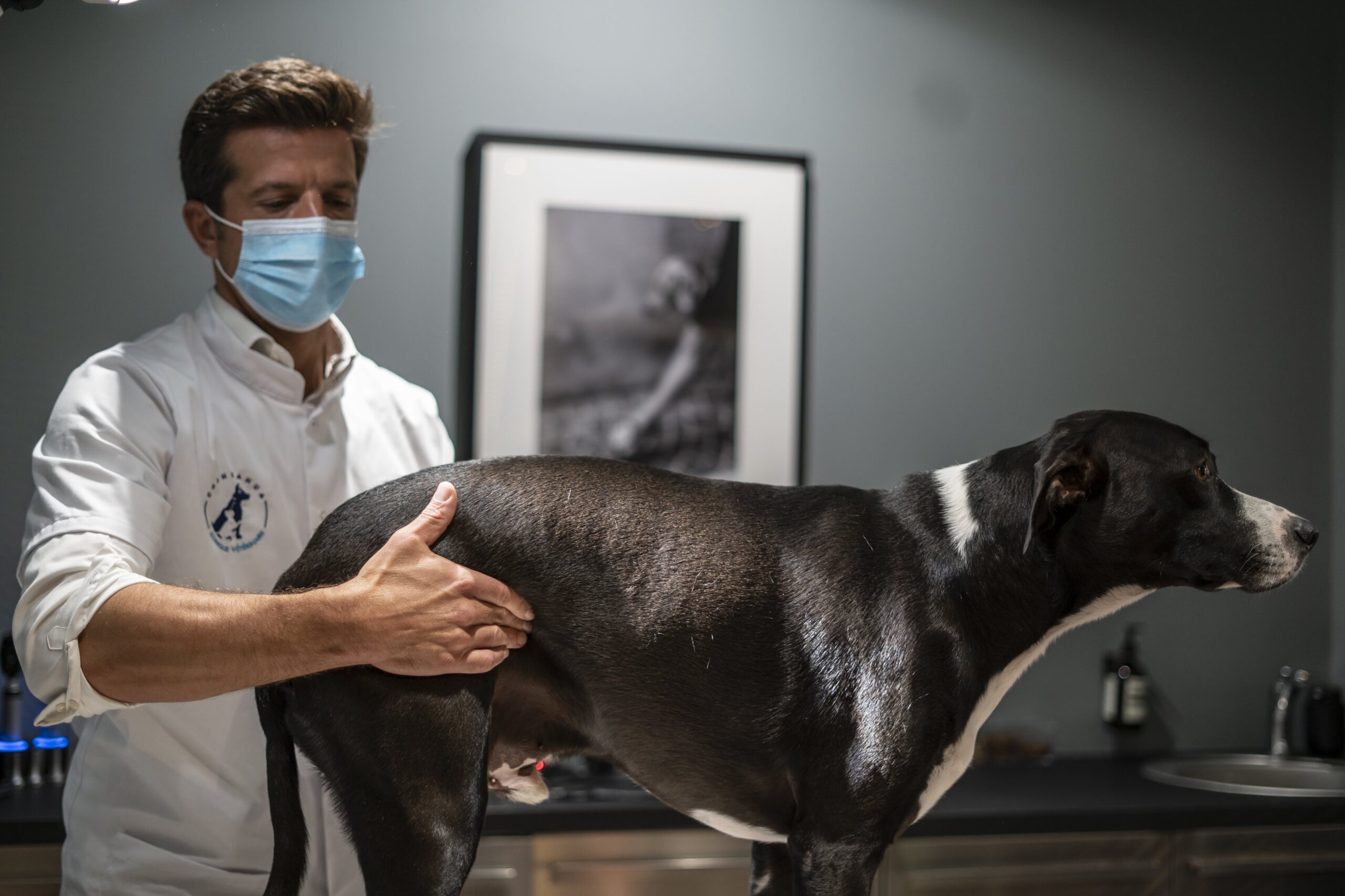 Entéropathies du chien : causes et solutions – Actualités MP Labo